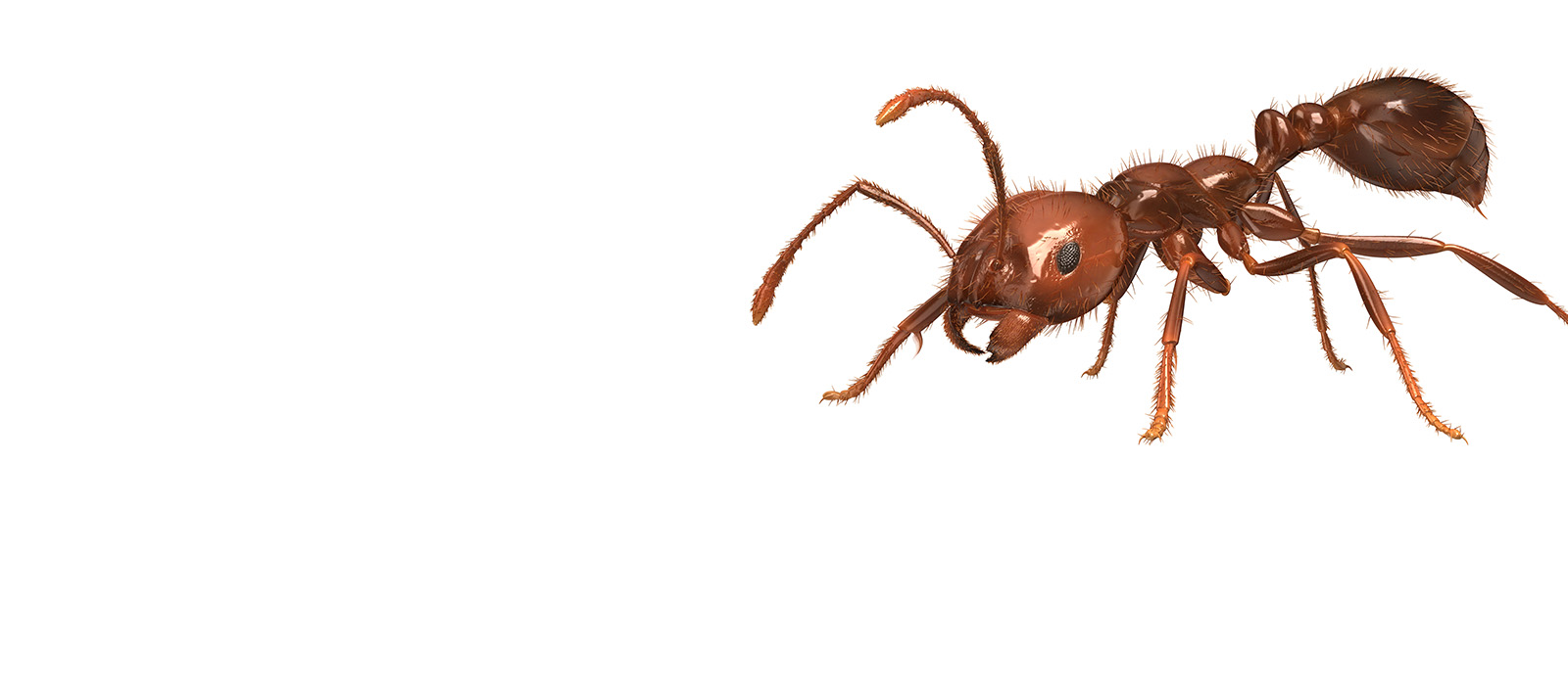European Fire Ant