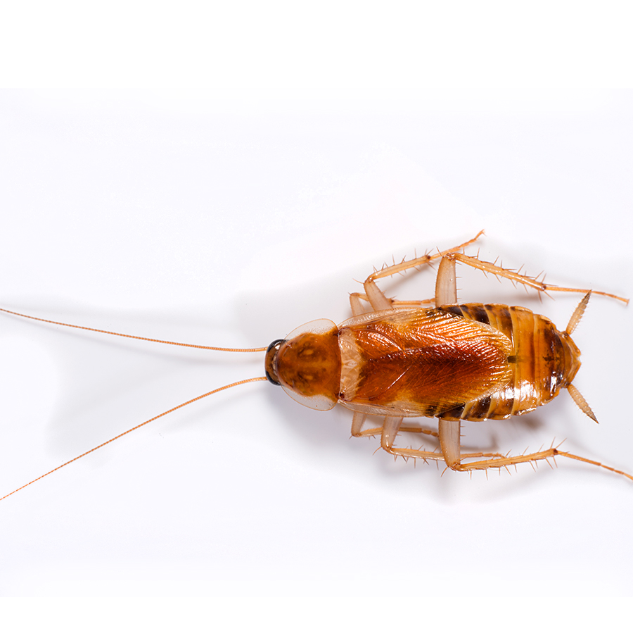 Brown-Banded Cockroach