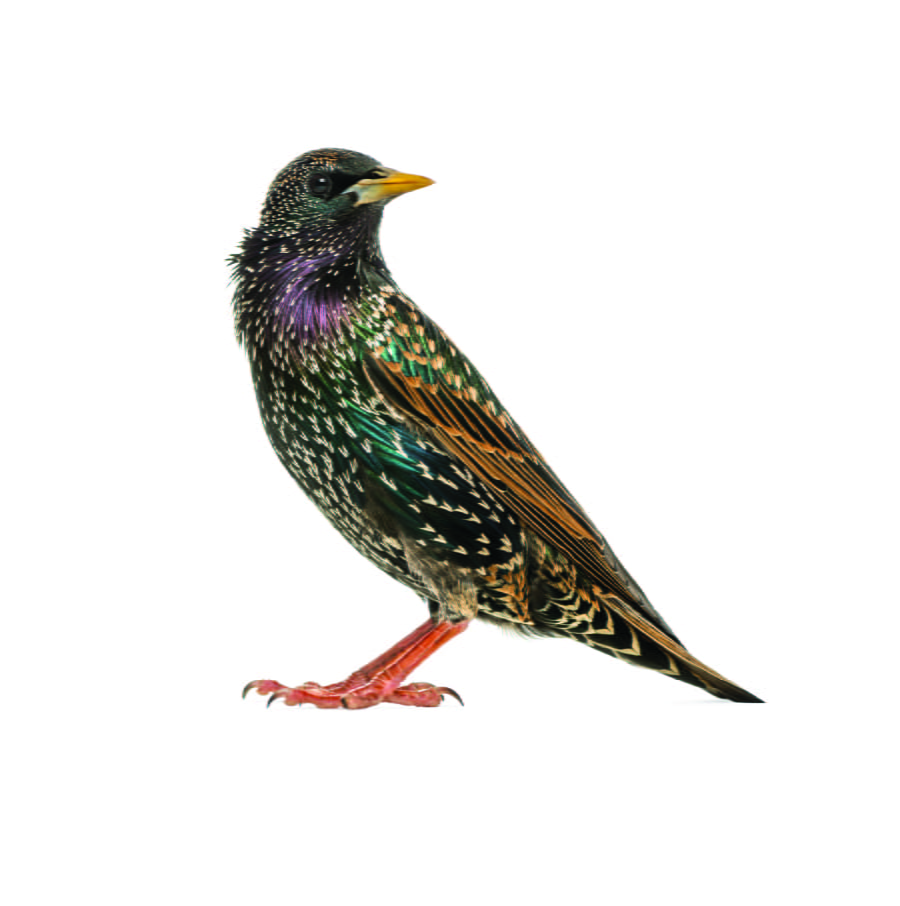 European Starling