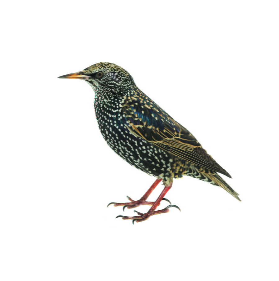 European Starling