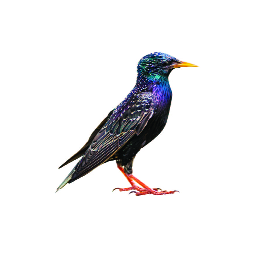 European Starling