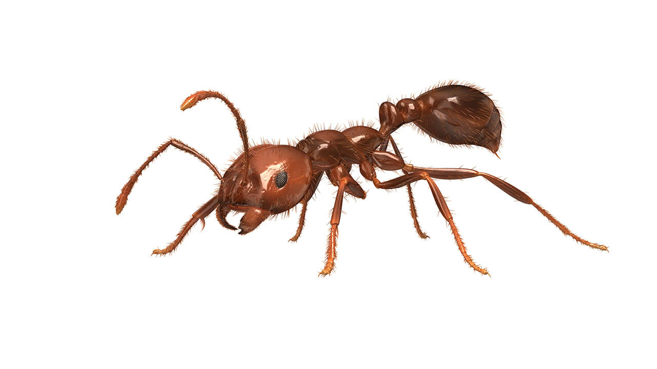 La fourmi rouge de feu Européenne