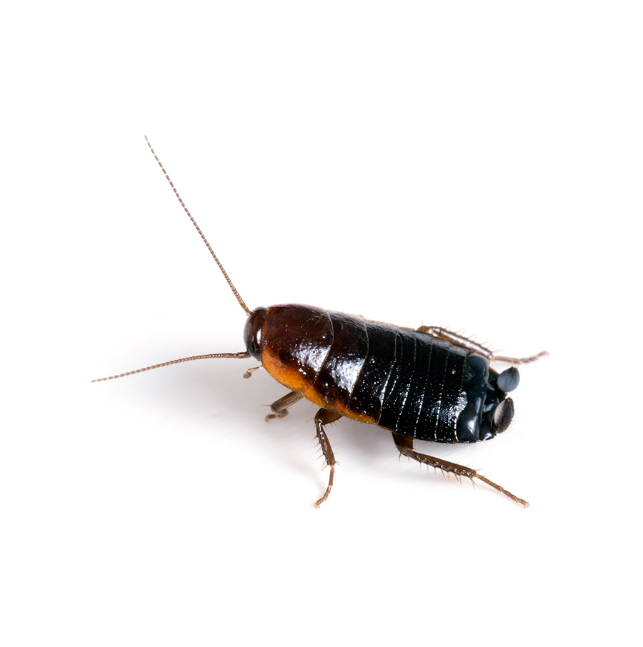 Cafard oriental (blatte orientale)