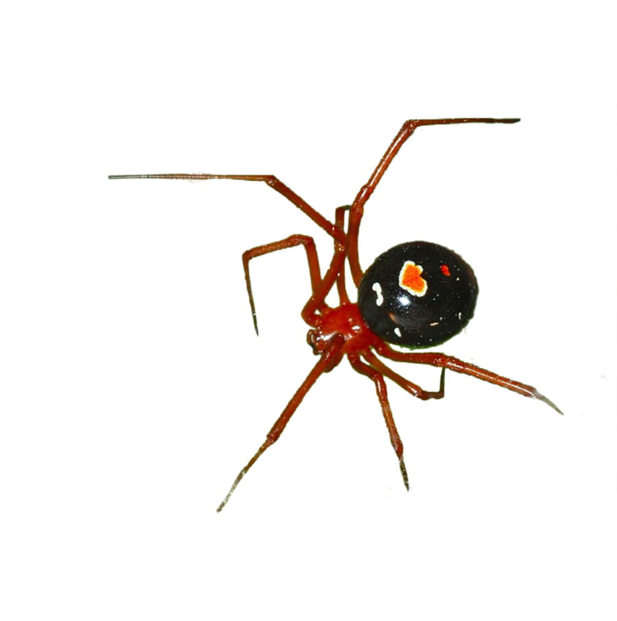 Red Widow Spider Pictures