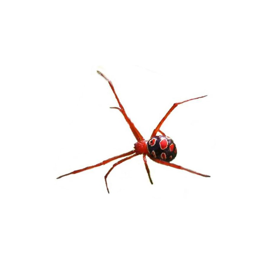 Red Widow Spider Pictures