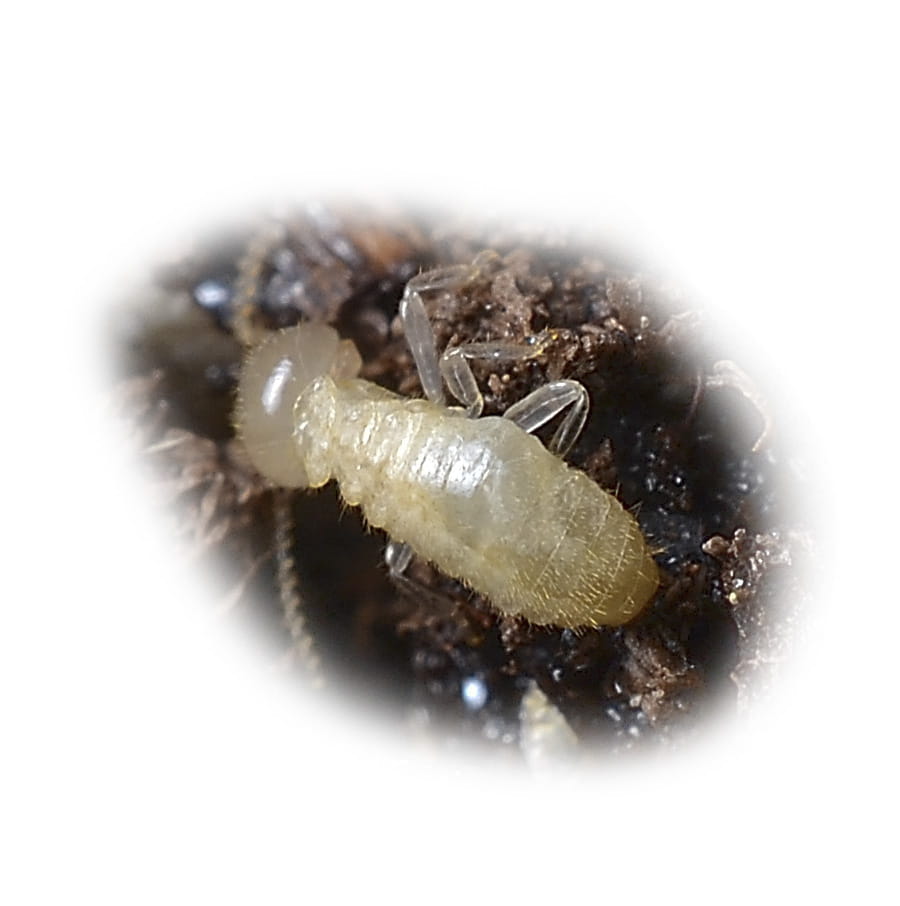 Subterranean Termites
