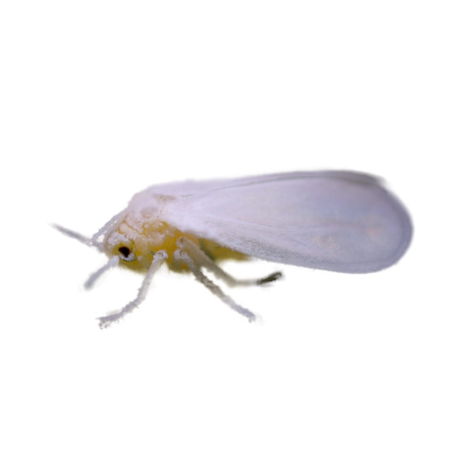 Whitefly