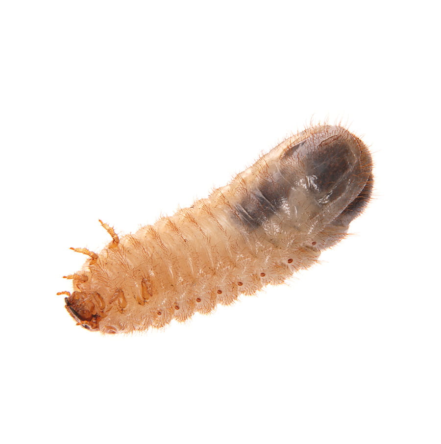 White Grubs