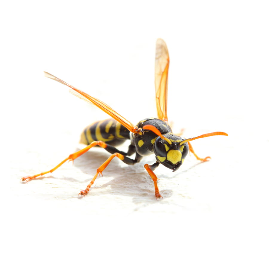 La guêpe jaune
