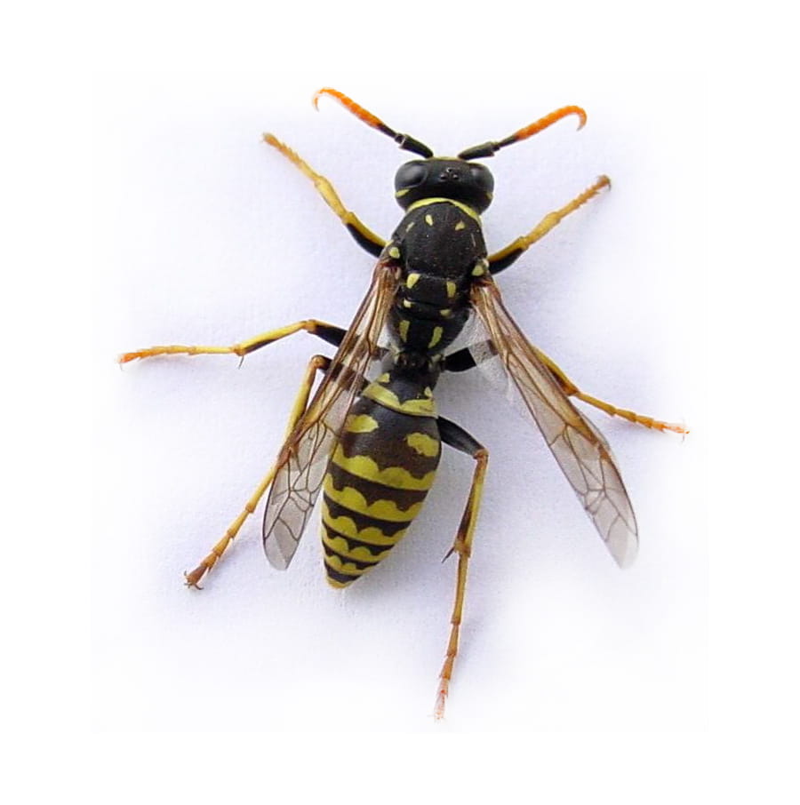 La guêpe jaune